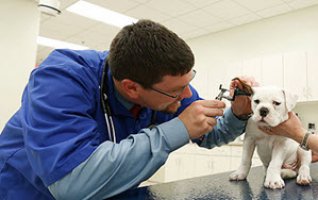 18 Incredible Careers for Animal Lovers (Jobs List for 2025)